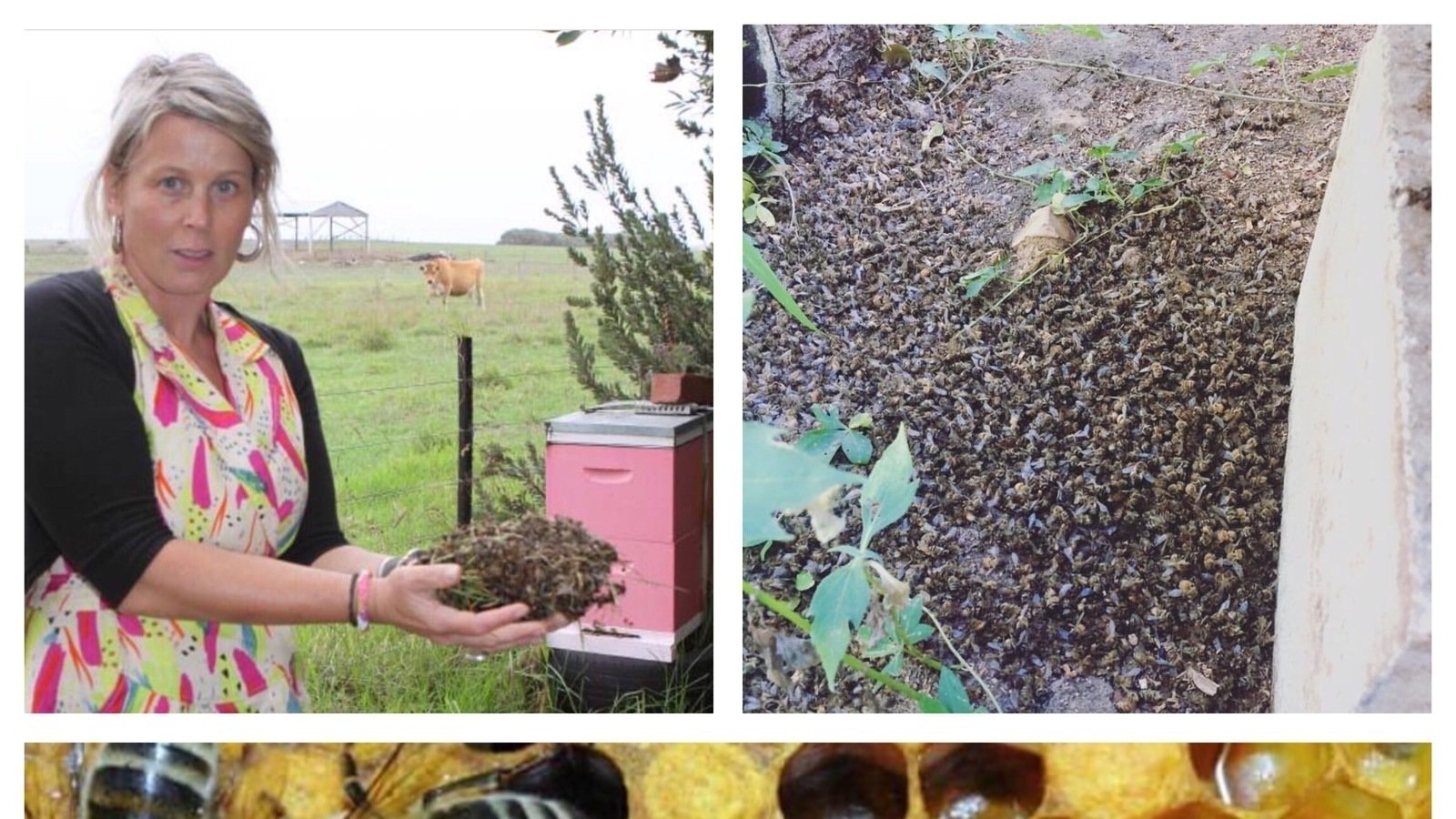 Petition · Bee colonies are collapsing in Australia - Australia ...