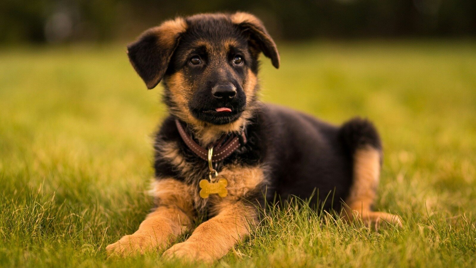Petition · No More Delays When Raleigh Neighbors Report Animal Neglect ...