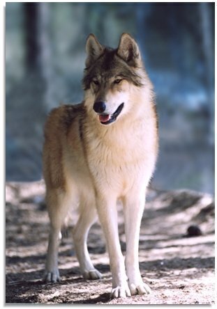 Petition · One of Yellowstone's beloved wolves killed - Don't let her ...