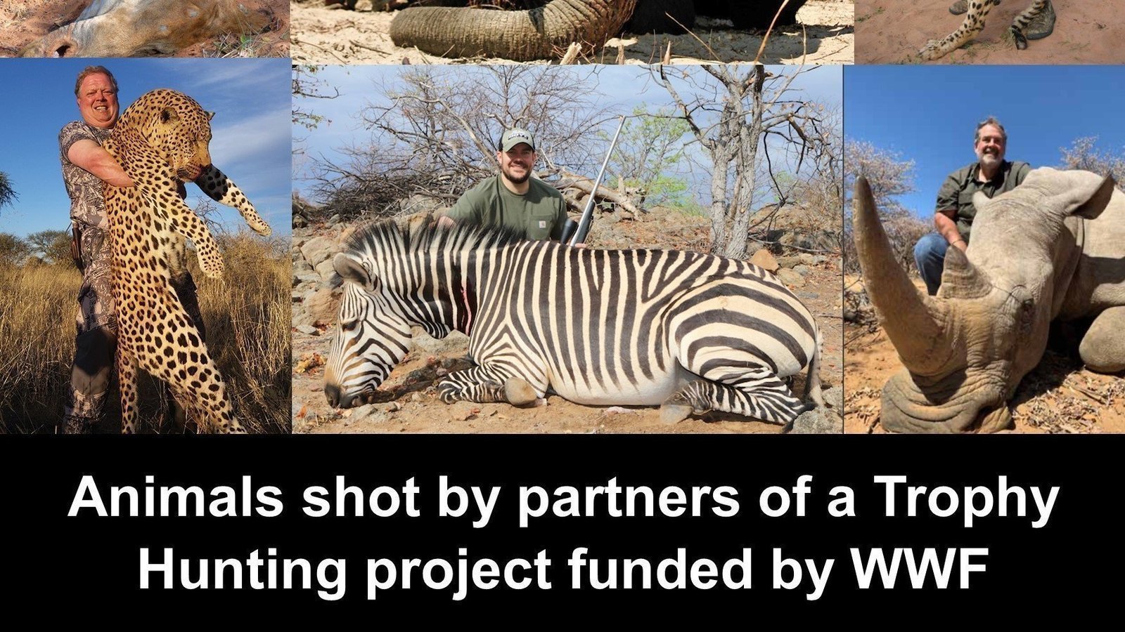 Petition · WWF - Stop Supporting Trophy Hunting!!! Back a Ban on UK ...