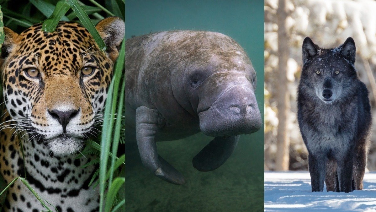 Petition update · Imperiled Species, Like Florida Manatees, Need a ...