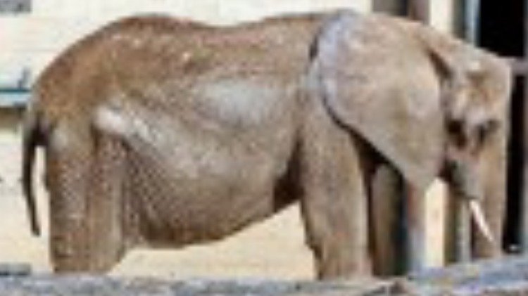 Petition · Help Ruperta the elephant - United States · Change.org