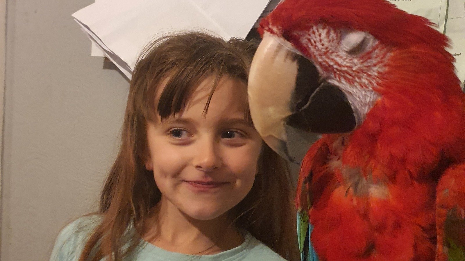 Petition · to help save the macaws · Change.org