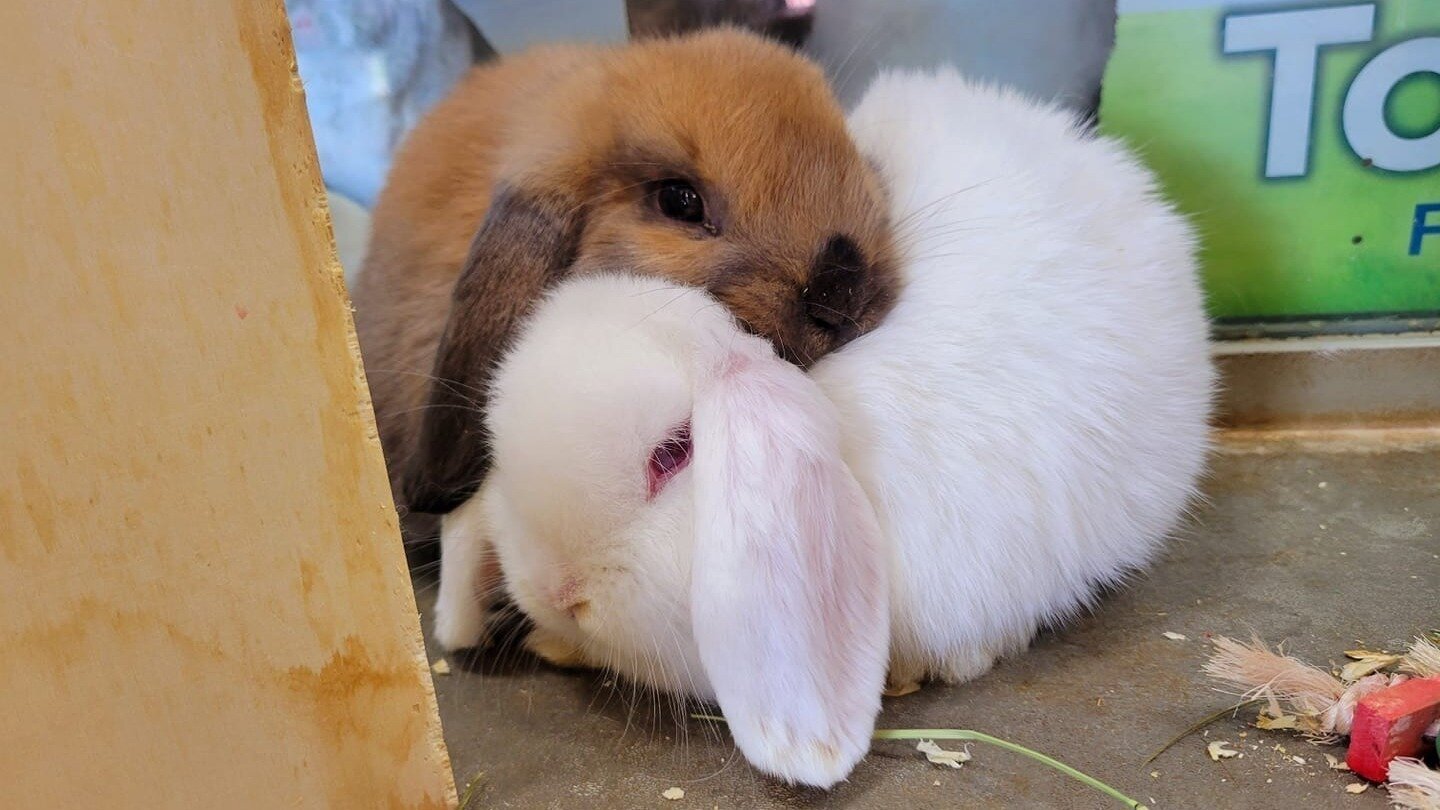 Petition · Stop the Sale of Rabbits at Feeders Supply Stores Nationwide ...