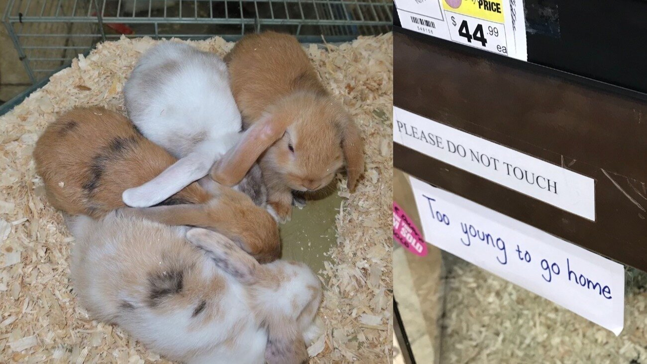 Petition · Stop the Sale of Rabbits at Big Al's Pet Stores in ...