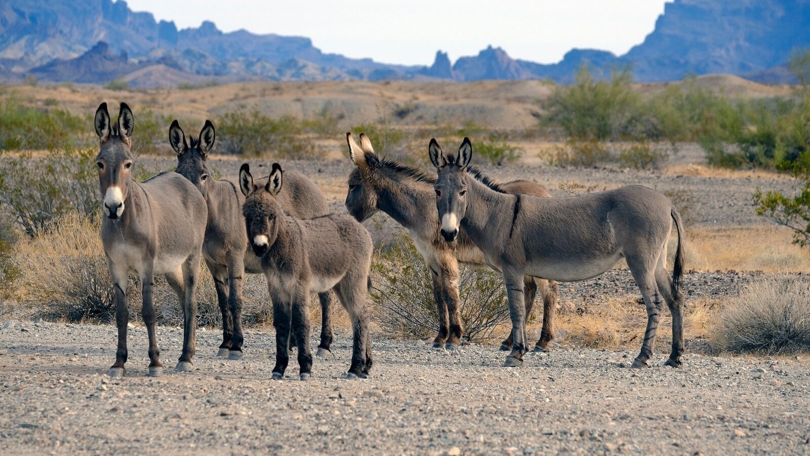 Petition · Maintain the Donkey Population in Moreno Valley - Moreno ...