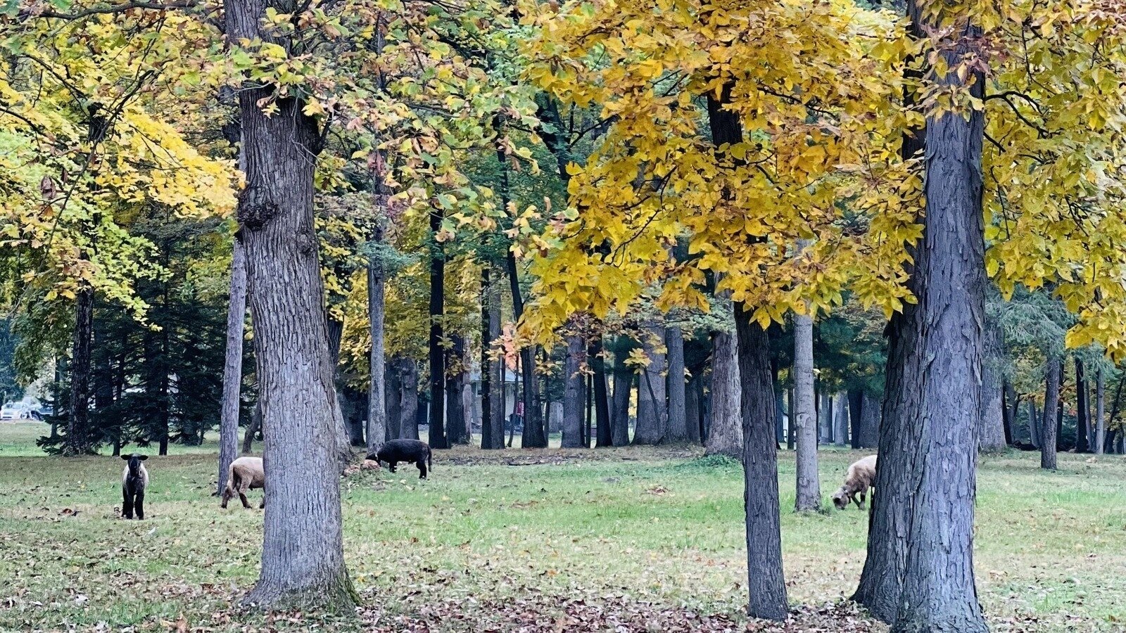 Petition · Revise the Inadequate Tree Ordinance to Protect Our ...