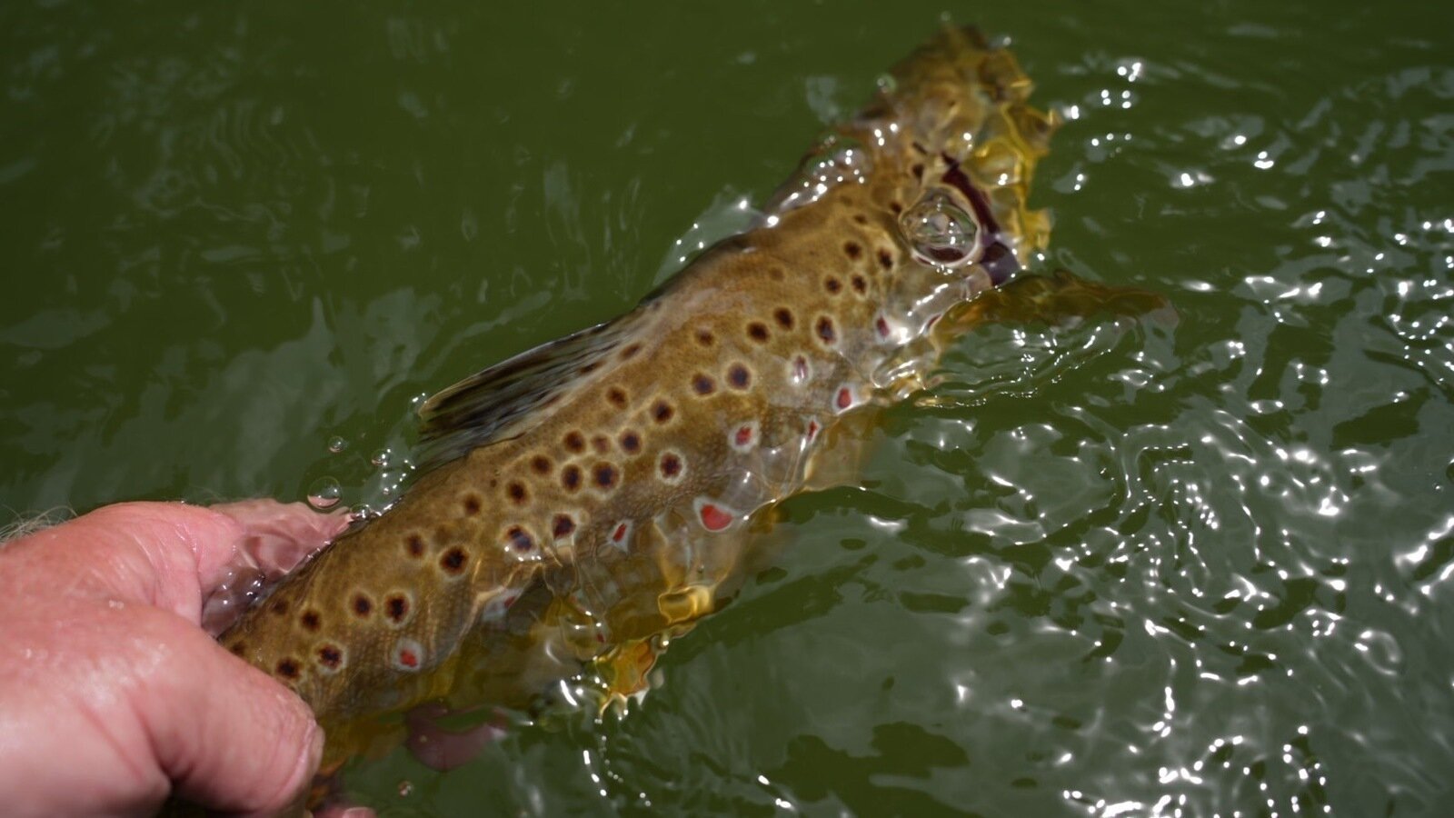 Petition · Protect the Hooch - United States · Change.org