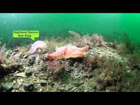 Petition · Keep destructive Scallop dredging vessels from destroying ...