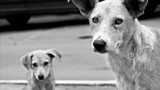 Petition · Petition for Stray Dogs and Animals - Philippines · Change.org