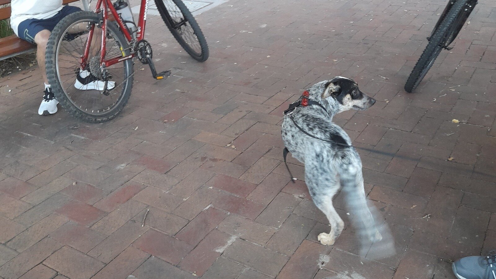 Petition · Reform Animal Welfare Laws to Ensure Justice for All Animals ...