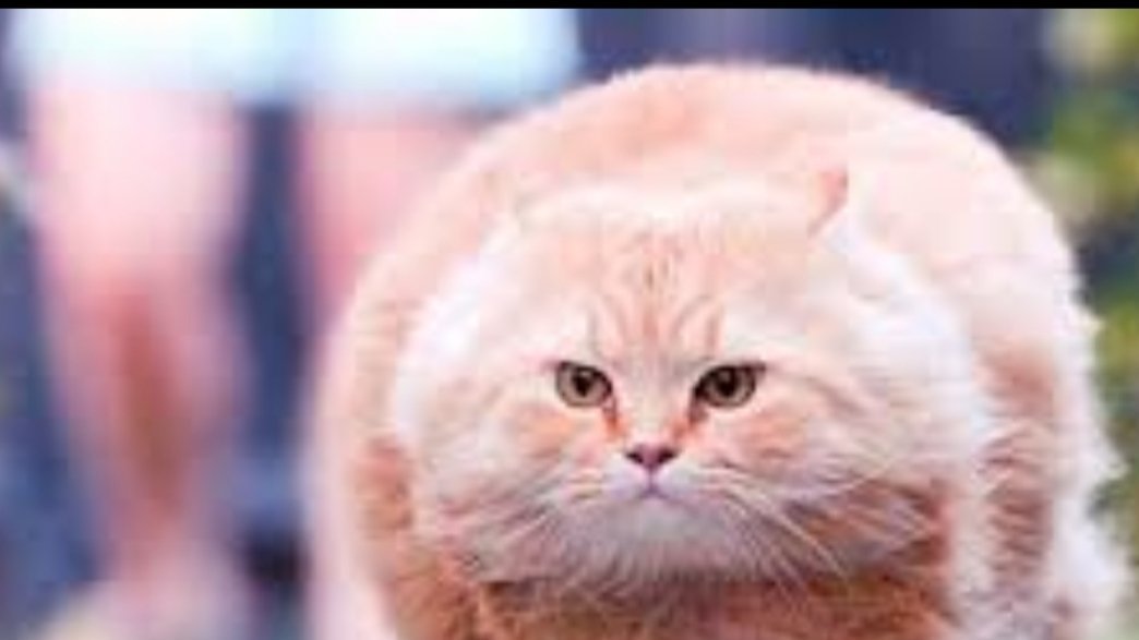 Petition · kucing terbang - Malaysia · Change.org