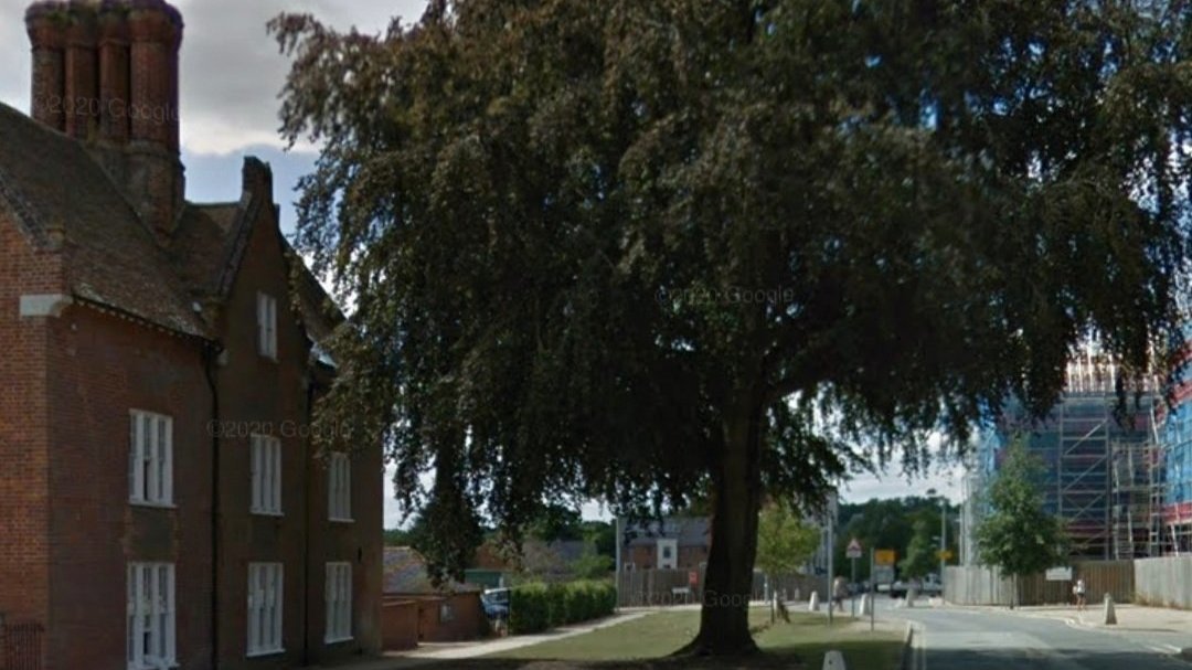 Petition · Save the Repton manor tree - United Kingdom · Change.org