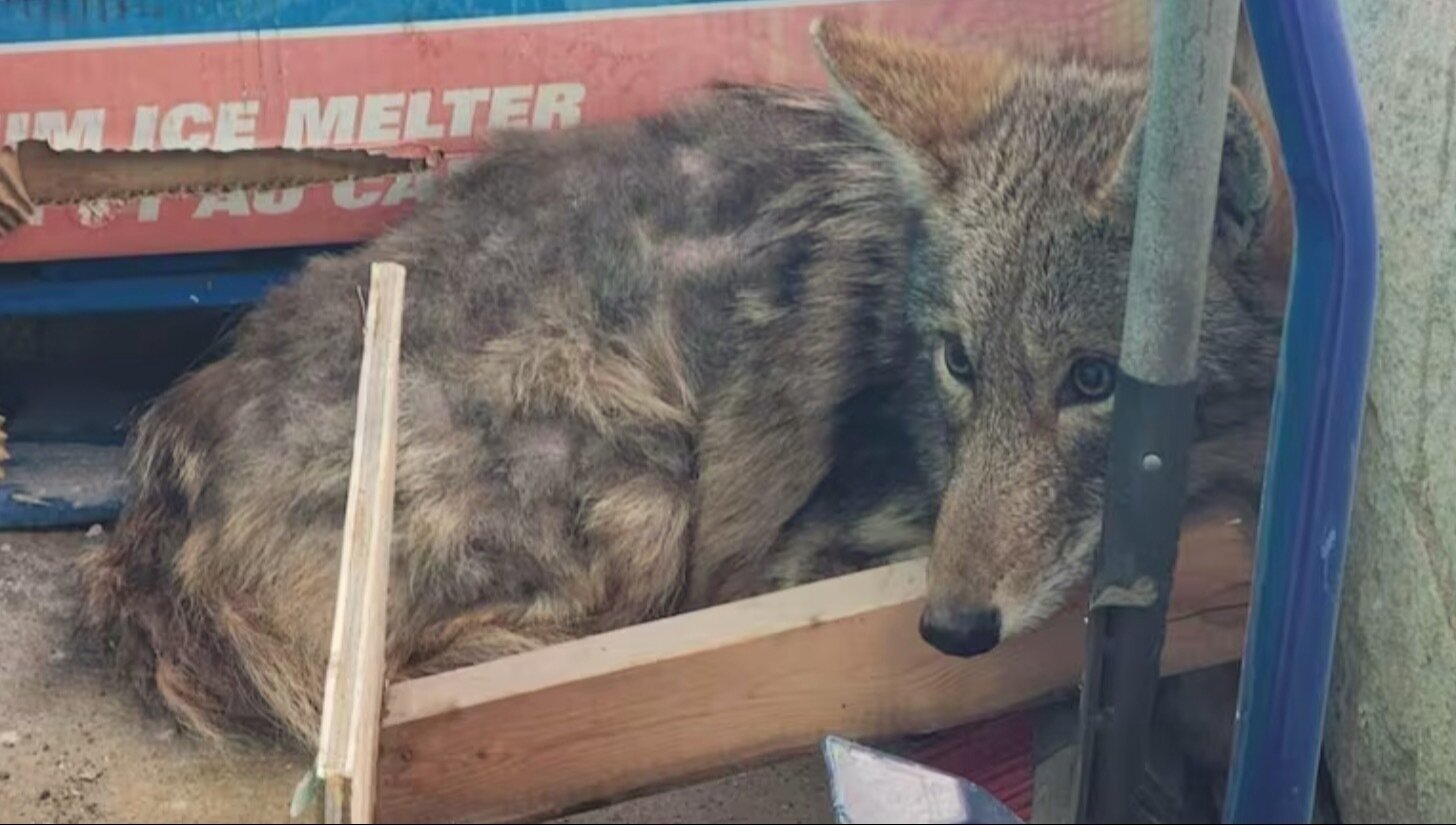 Petition · Allow Candy Gallant to rehabilitate all PEI animals - Canada ...