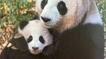Petition · PLEASE SAVE AND PROTECT OUR TREASURE BABY PANDA FUBAO ...