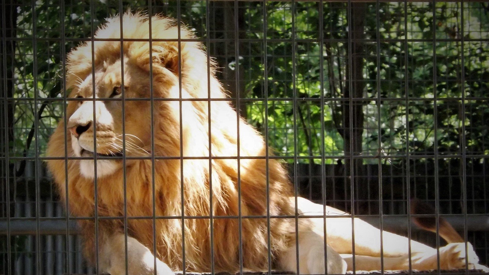 Petition · Save Simba's Home - United States · Change.org