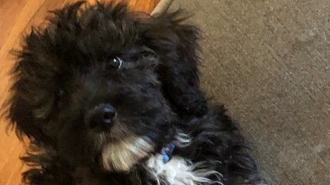 Petition · BRING HARRY HOME - United States · Change.org