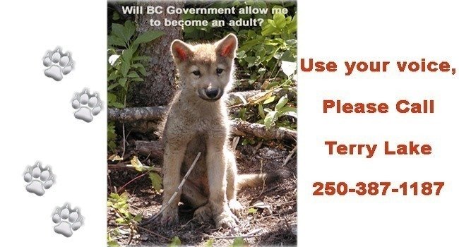 Petition · Reconsider the Wolf Management Plan for the sake of a ...