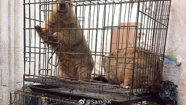 Petition · Ending all wildlife poaching, factory farming and wet ...