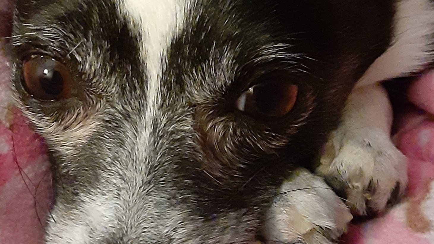 What Is Debarking A Dog