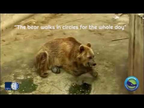 Petizione · BITOLA, MACEDONIA: A LAGER NAMED ZOO - SIGN THE PETITION TO ...
