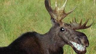 Petition · change plural moose to meeses - United States · Change.org