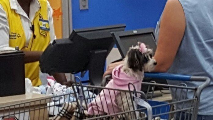 Petition · Trollies For Doggies - United States · Change.org