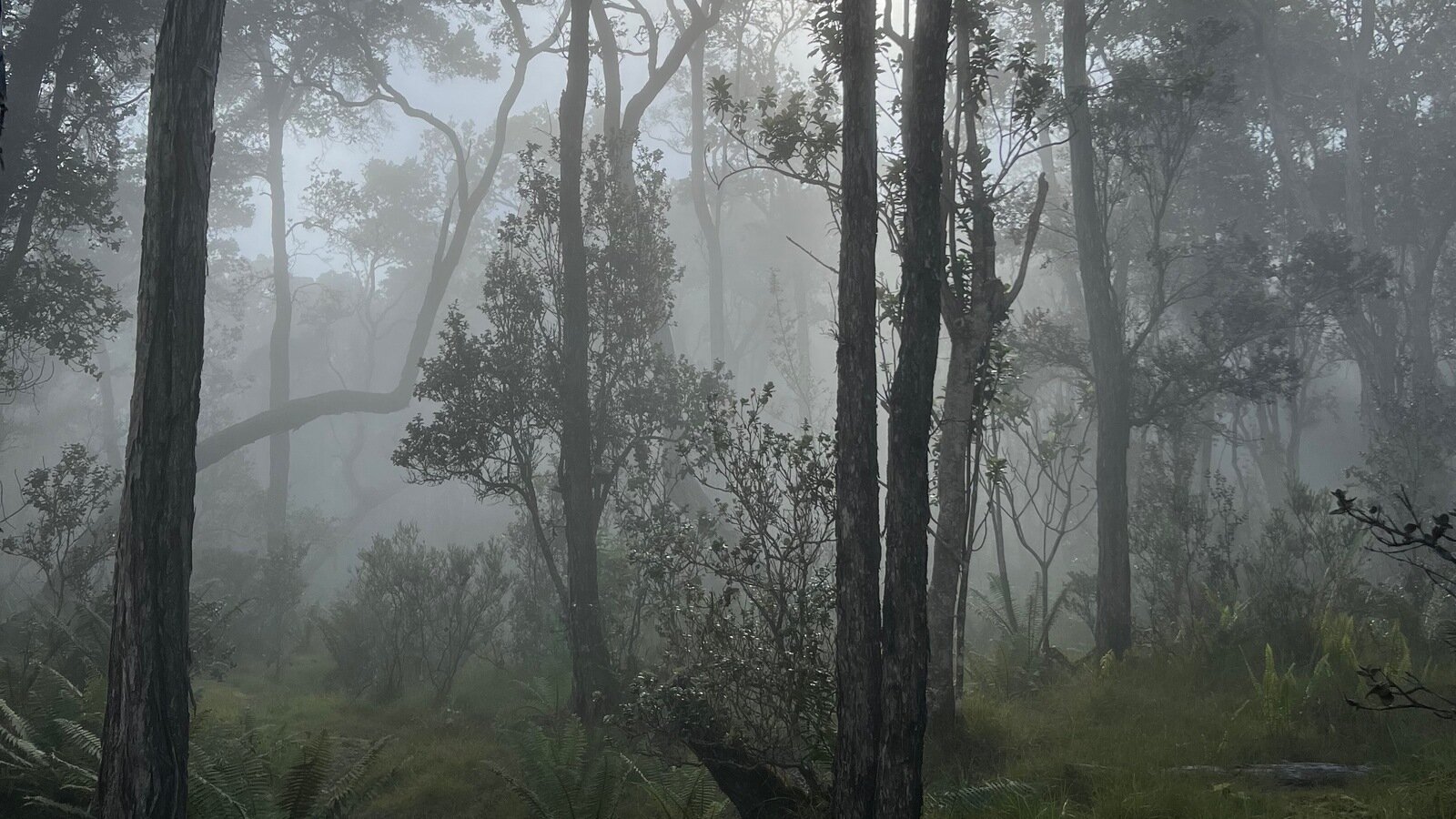 Petition · Protect Kaloko Native Forest—Sign Now to Oppose Commercial ...