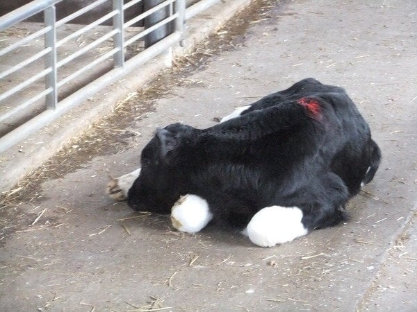 Petition · Bobby Calf abuse soon to get worse in Australia - newborn ...