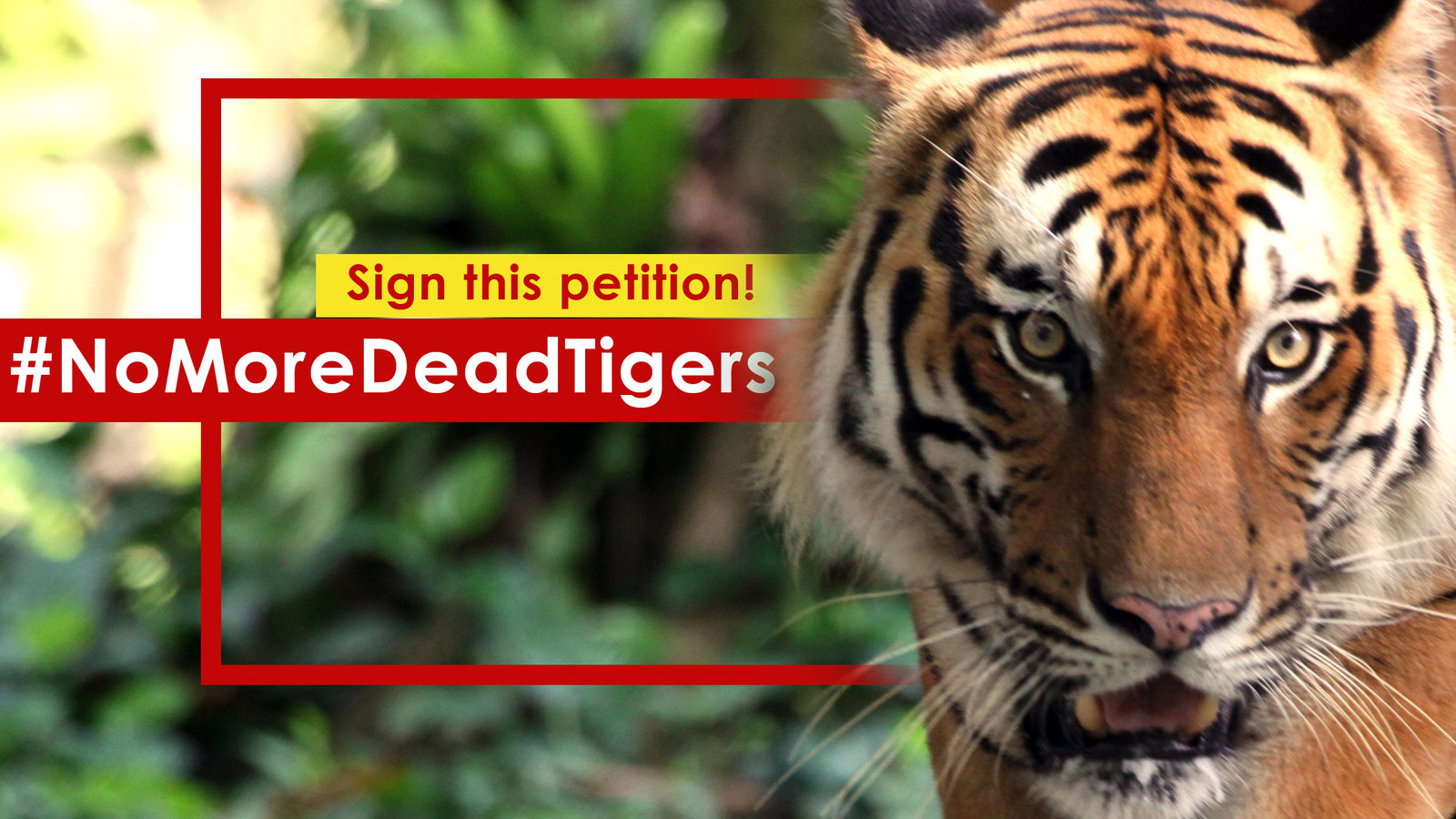Petition · Enough is Enough! No More Dead Tigers . Cukuplah! Cegah ...