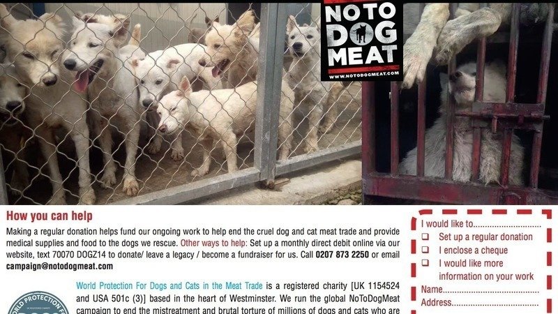 Petition update · Meeting Dog Meat Trade Survivors · Change.org