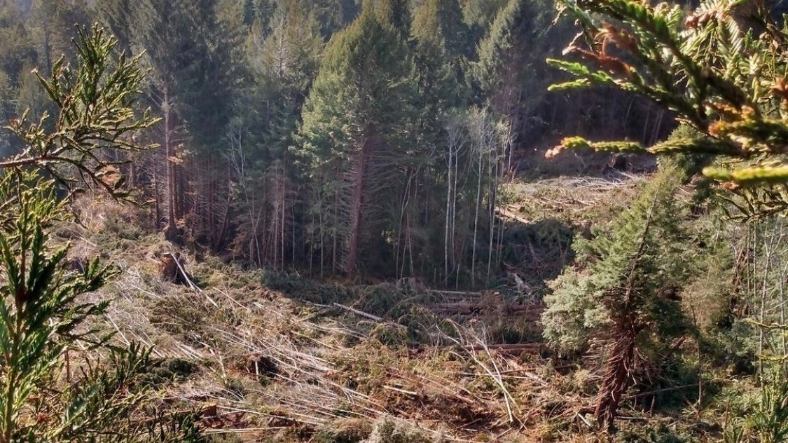 Petition · Stop Green Diamond From Destroying Redwood Forests - United ...