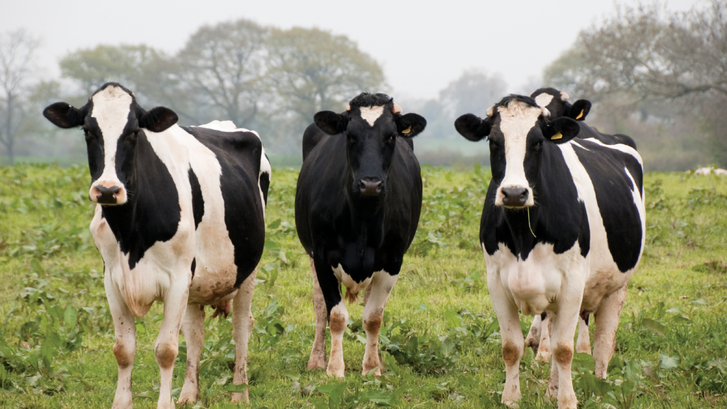 Petition · Stop the Inhumane Treatment of Cattle on Dairy Farms ...