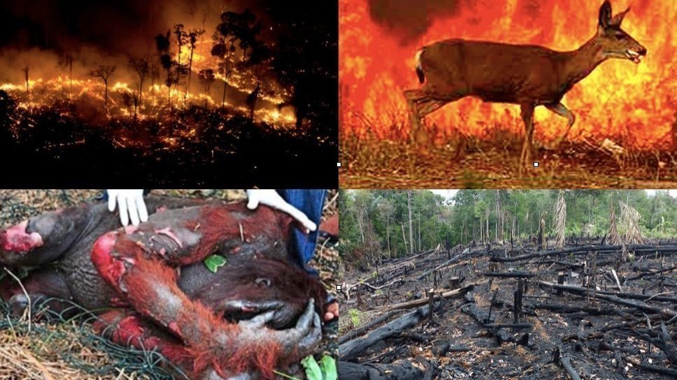 Petition · For a UN resolution against the commercial exploitation of ...