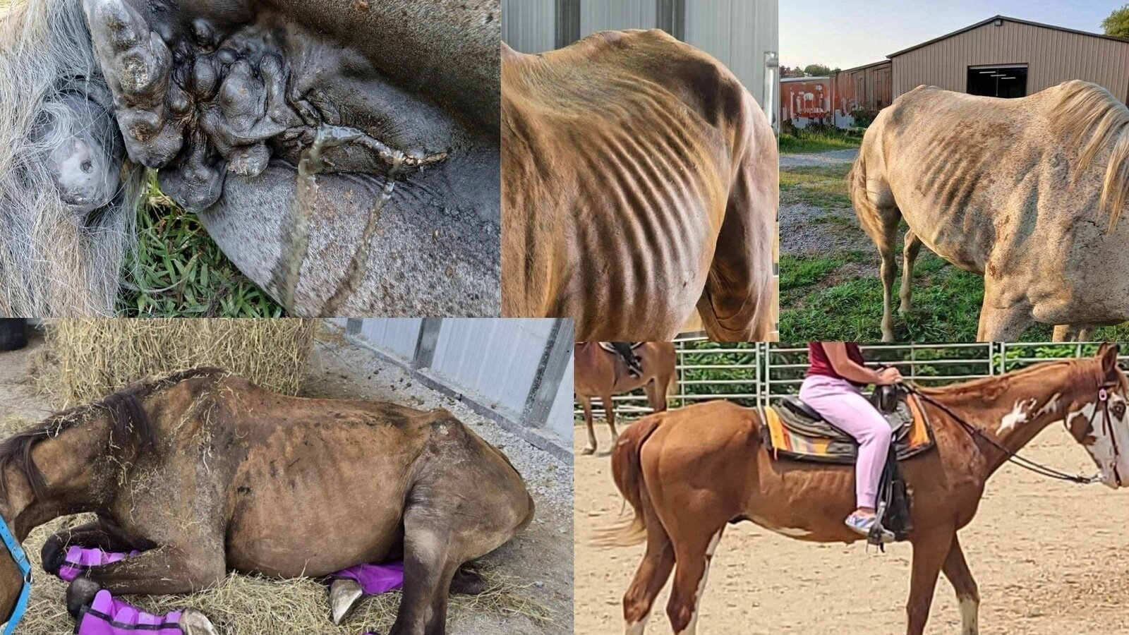 Petition · Prevent Return of Abused Horses to Muddy Waters - United ...
