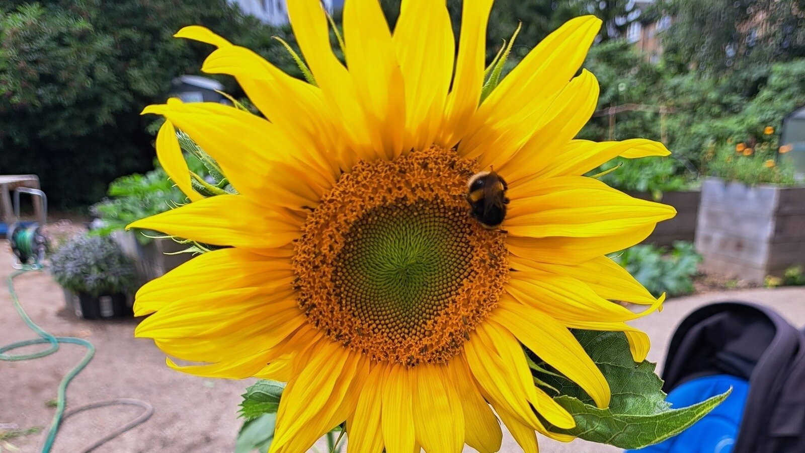 Petition · PROTECT OUR COMMUNITY - SAVE OUR GREEN SPACES! - London ...