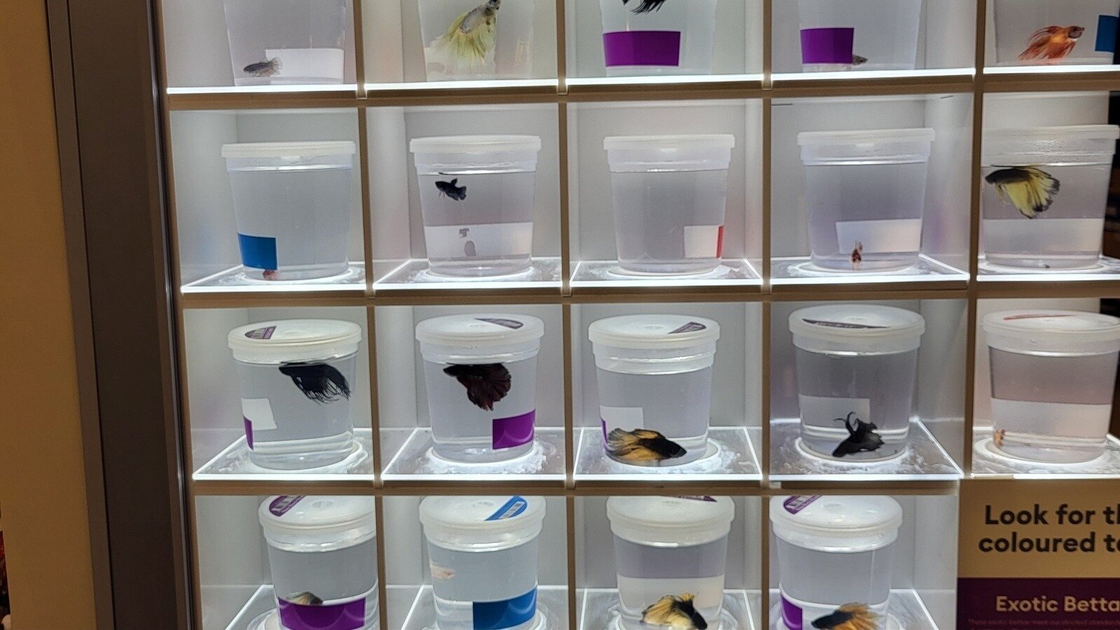 Petition · Ban the Sale of Beta Fishes in Inhumane Small Containers ...