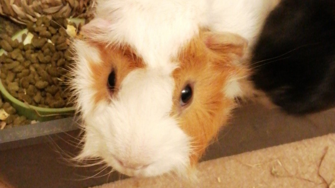 Petition · Mandatory Assessment for potential new pet owners. To reduce ...