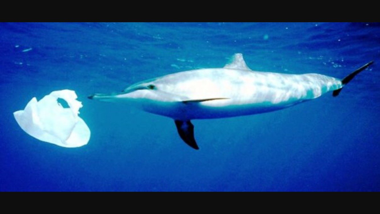 Petition · Ban PLASTIC bags in Key Biscayne - United States · Change.org