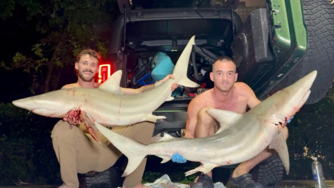 Petition · Save Miami Sharks: Ban Land-Based Shark Fishing - Miami ...
