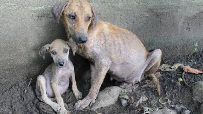 Petition · Promote Animal Kindness and Prevent Harm to All Creatures ...