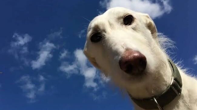 Petition · Let Noah get a ex racing greyhound - New Zealand · Change.org