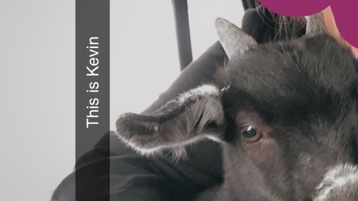 Petition · get Kevin apple slices - Canada · Change.org