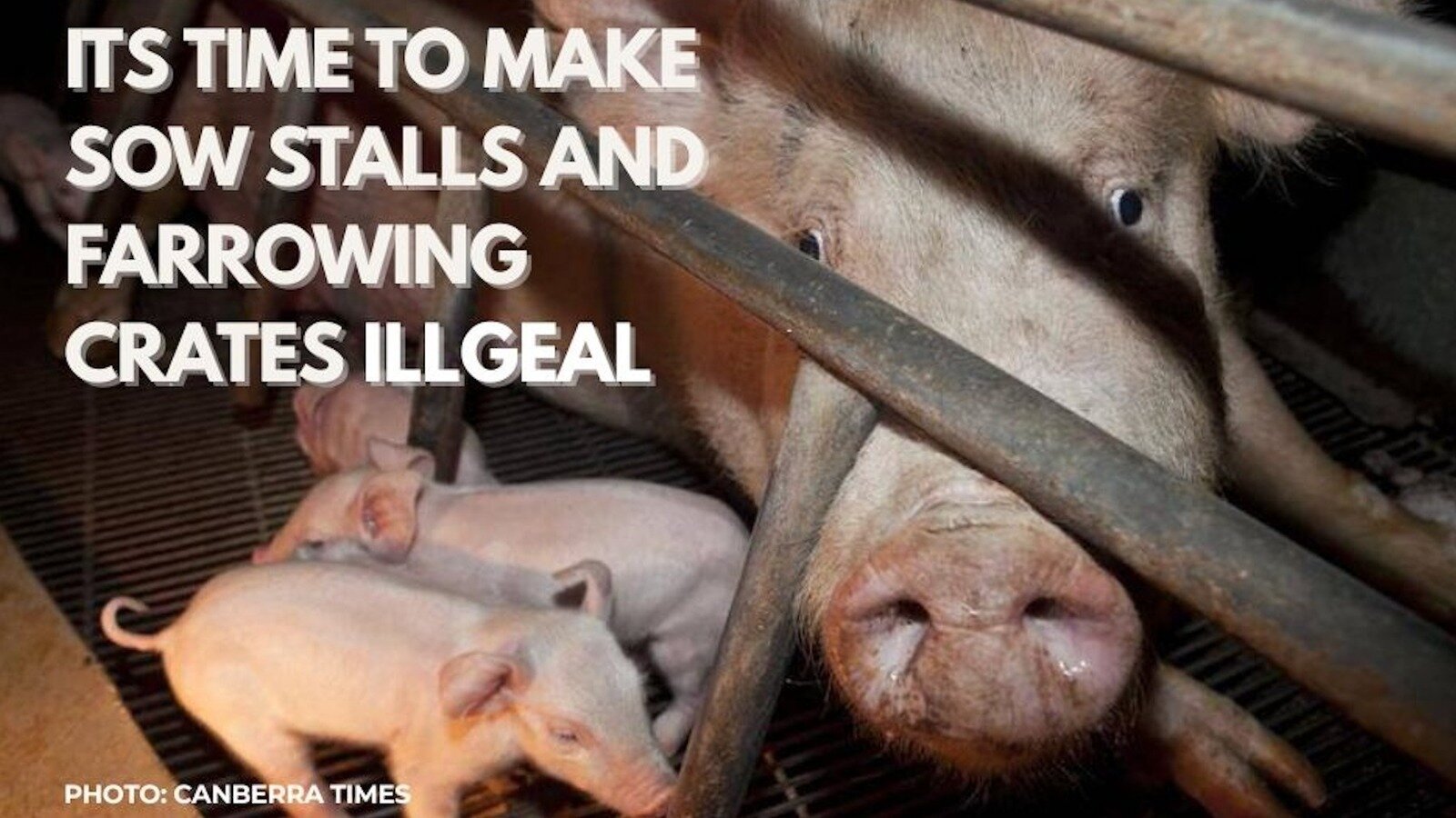 Petition · Ban Sow Stalls and Farrowing Crates in Australia – End ...