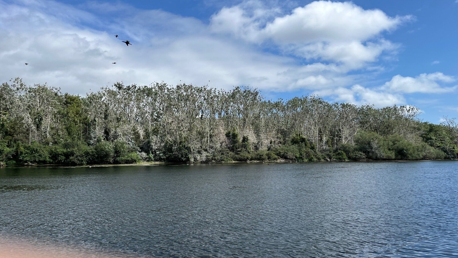 Petition · Address Cormorant Infestation on Toronto Island - Toronto ...