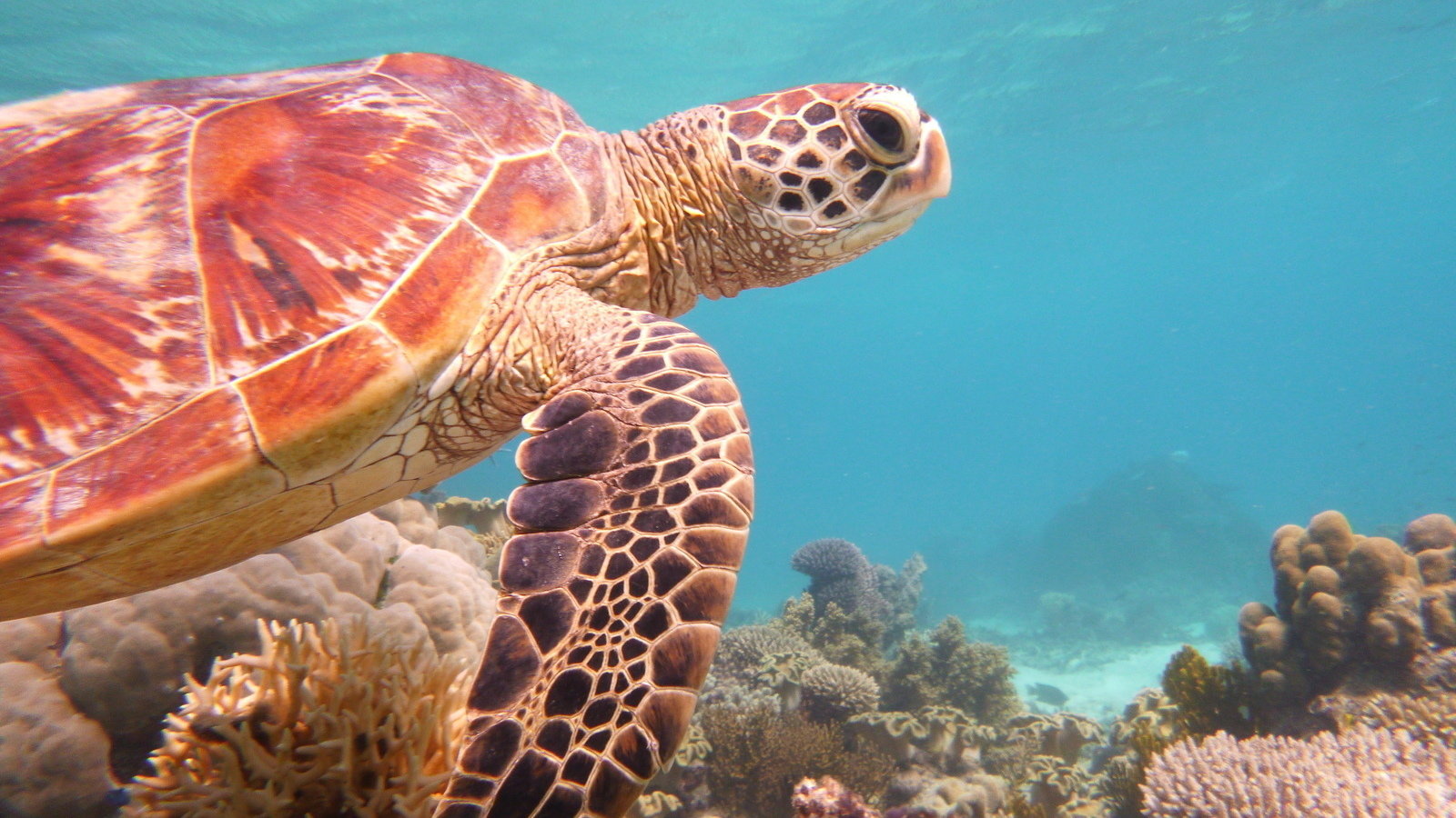 Petition · Make Mackay Reef a Green zone - Australia · Change.org