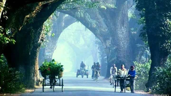 Petition · Government of Bangladesh: Save the Trees on Jessore Road ...