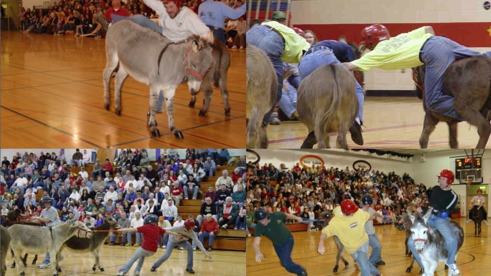 Petition · END DONKEY SPORTS, RODEOS, ROPING - United States · Change.org
