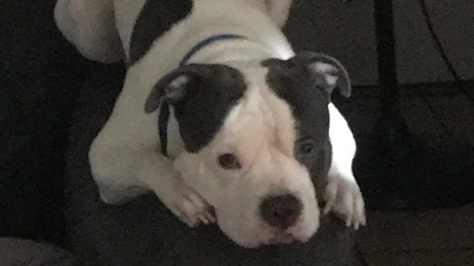 Petition · End breed discrimination against pit bulls - United States ...