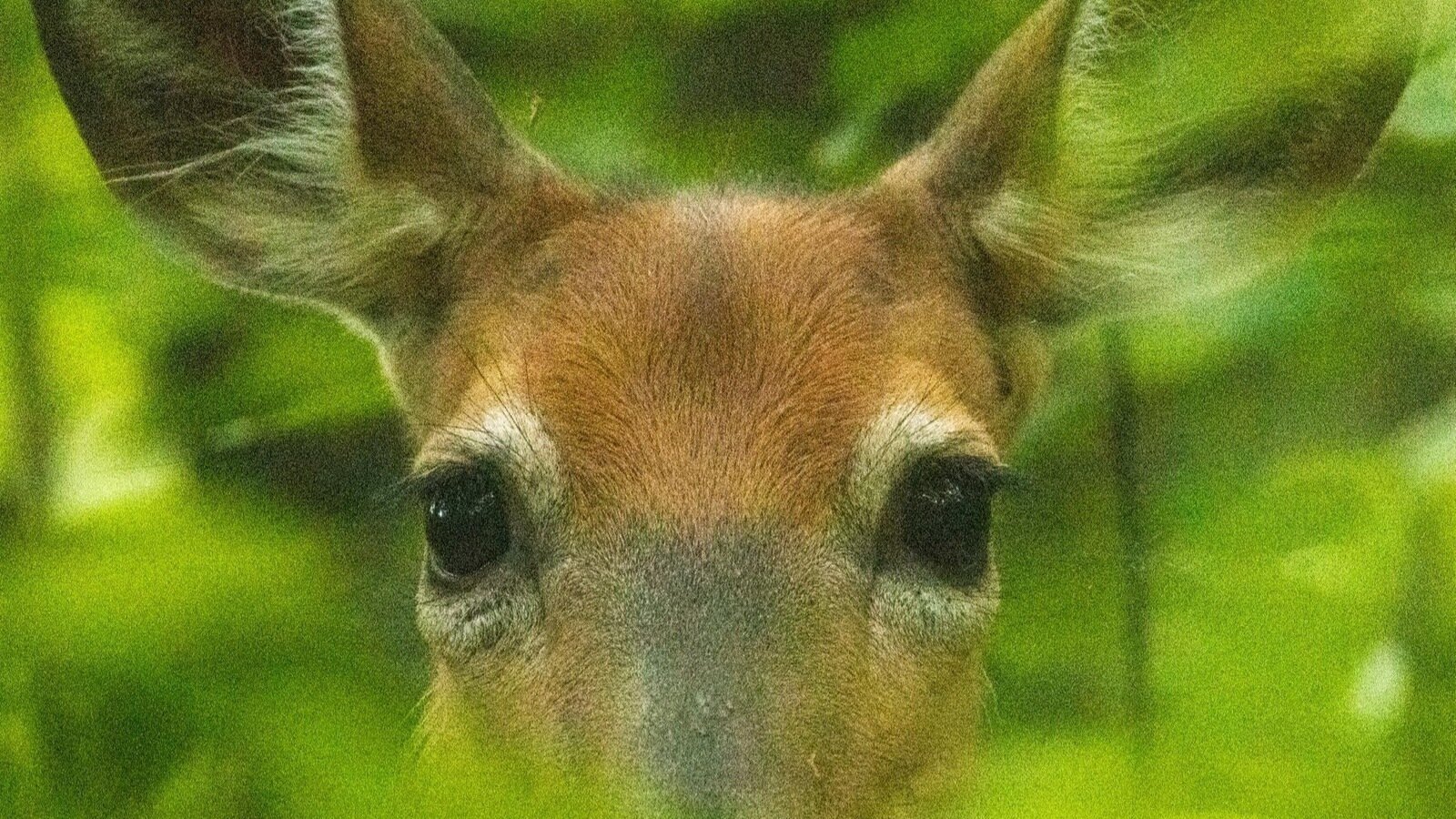 Pétition · Stop Montreal's Deer Cull and Promote Sterilization - Canada ...